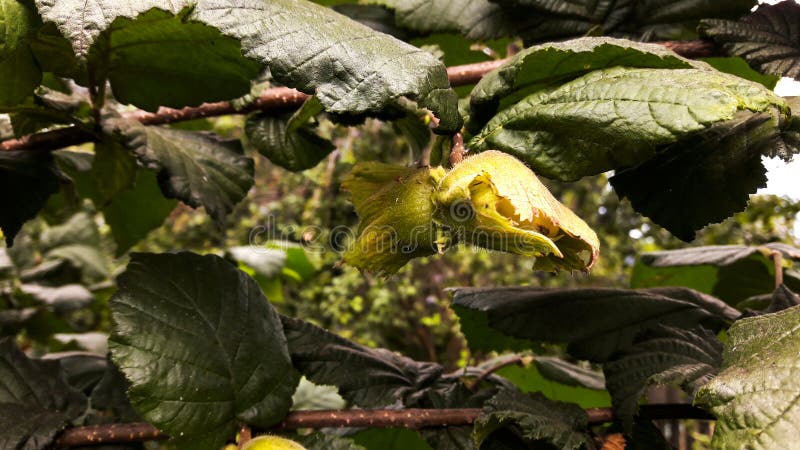 Hazelnut tree stock photo. Image of fruit, deciduous - 181616564