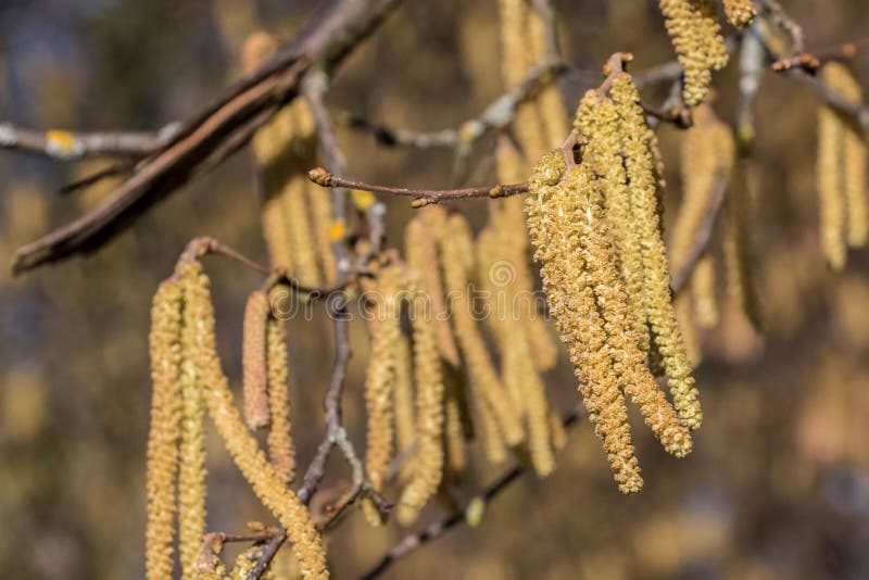 Hazelnut Tree with a Lot of Big Yellow Hazelnut Pollen Stock Photo ...