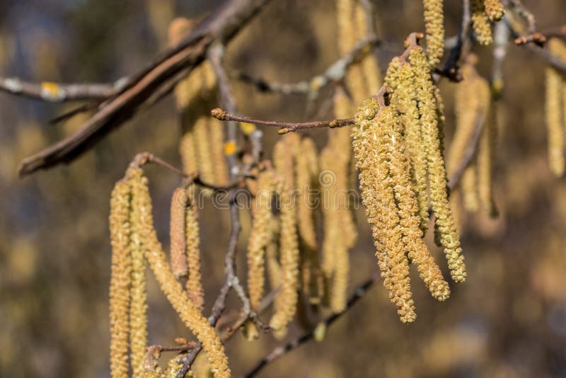 Hazelnut Tree with a Lot of Big Yellow Hazelnut Pollen Stock Photo ...