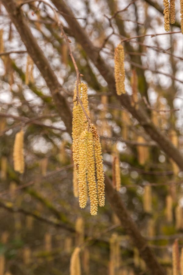 Hazelnut Tree with a Lot of Big Yellow Hazelnut Pollen Stock Image ...