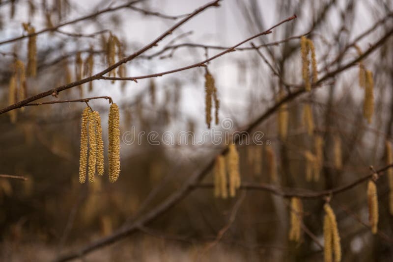Hazelnut Tree with a Lot of Big Yellow Hazelnut Pollen Stock Photo ...