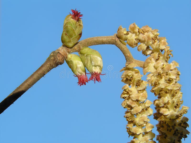 A Hazelnut Tree with Lush Foliage Stock Photo - Image of corylus ...