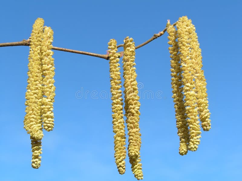 A Hazelnut Tree with Lush Foliage Stock Photo - Image of corylus, bush ...