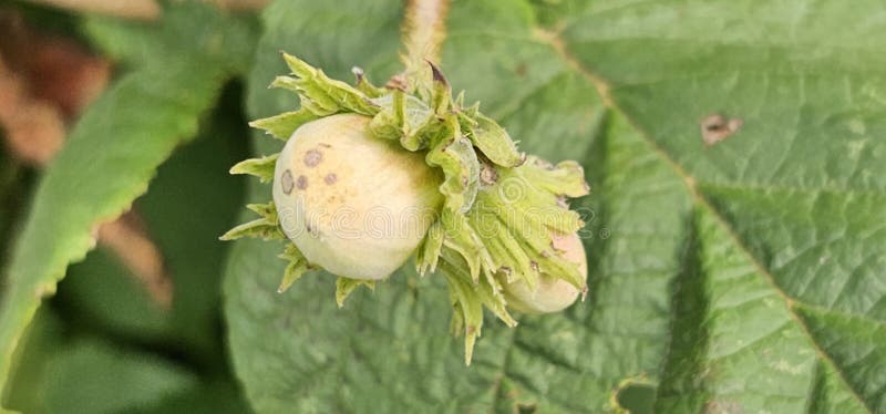 A Hazelnut Tree with Many Hazelnut Fruits (Corylus Avellana) Stock ...