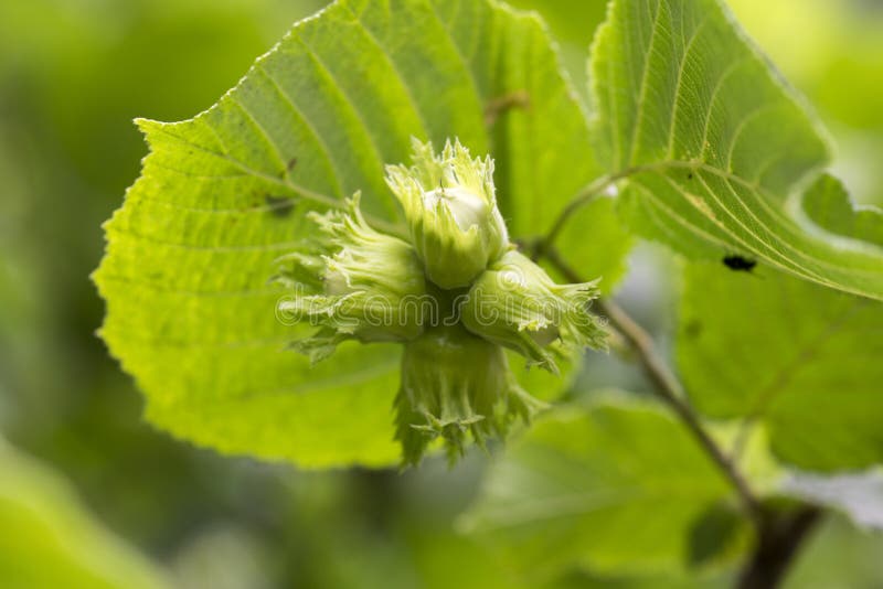 Tamarack Cone stock photo. Image of cone, tree, pine, green - 9727342