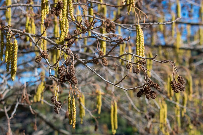 Hazelnut Tree with Seeds and Fruits Editorial Photography - Image of ...
