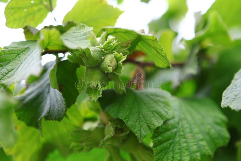 Tamarack Cone stock photo. Image of cone, tree, pine, green - 9727342