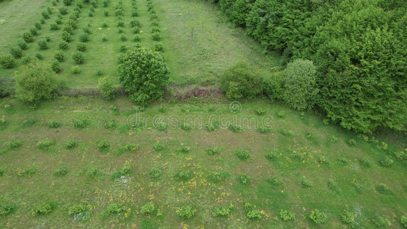 Small hazelnut trees stock video. Video of farming, harvest - 285059351