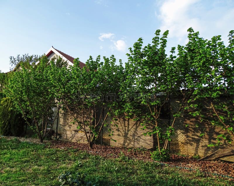 Hazelnut Trees Next To a Sunny Reed Fence Stock Photo - Image of green ...