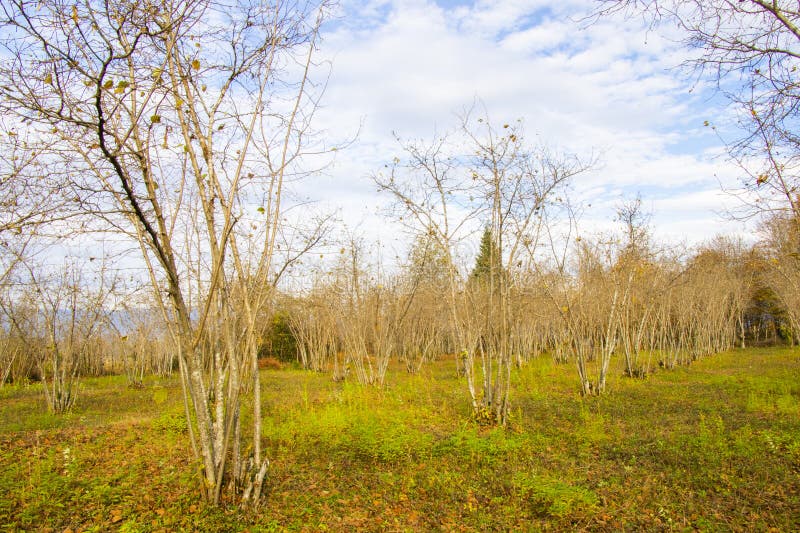 Hazelnut Trees Plantation Landscape and View Stock Photo - Image of ...