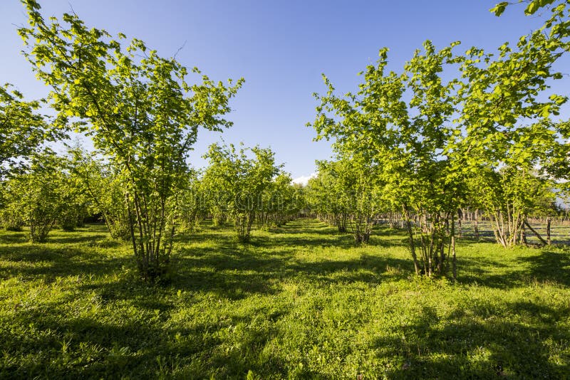 Hazelnut Trees Plantation Landscape and View, Large Group of Trees ...