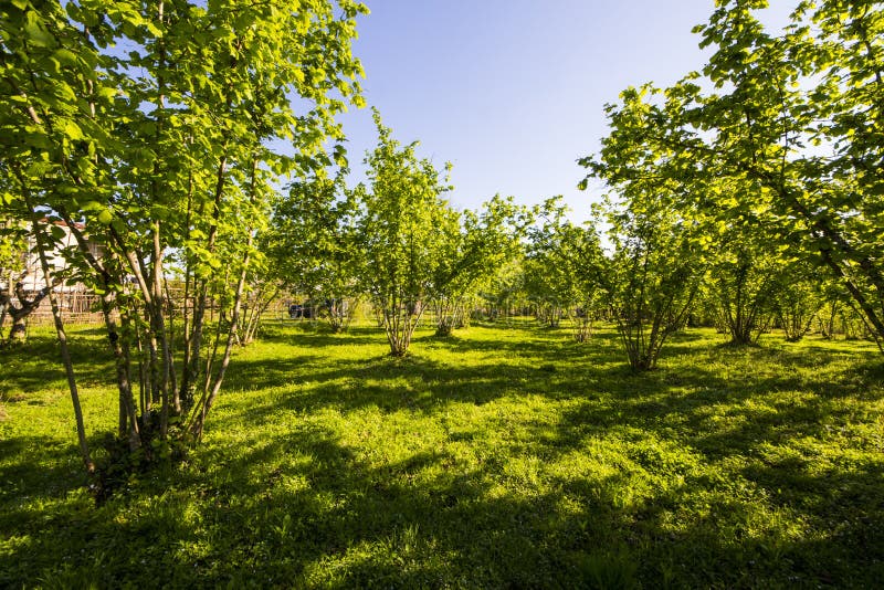 Hazelnut Trees Plantation Landscape and View, Large Group of Trees ...