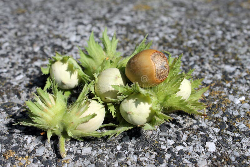 Hazelnut unripe stock image. Image of foodstuff, seasonal - 26754063