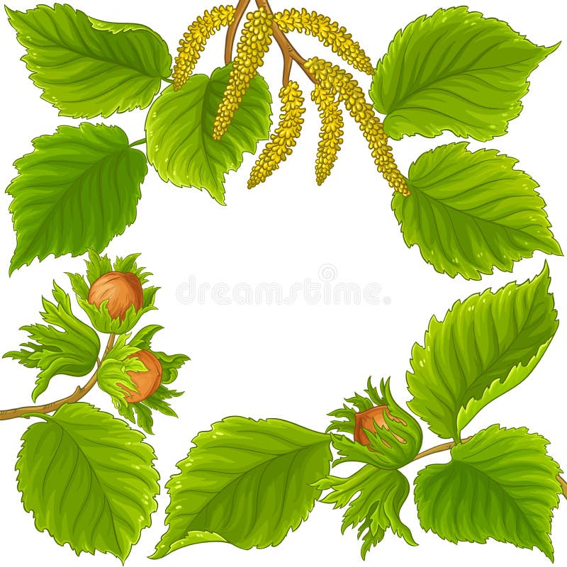Hazelnut Flower Stock Illustrations – 580 Hazelnut Flower Stock ...