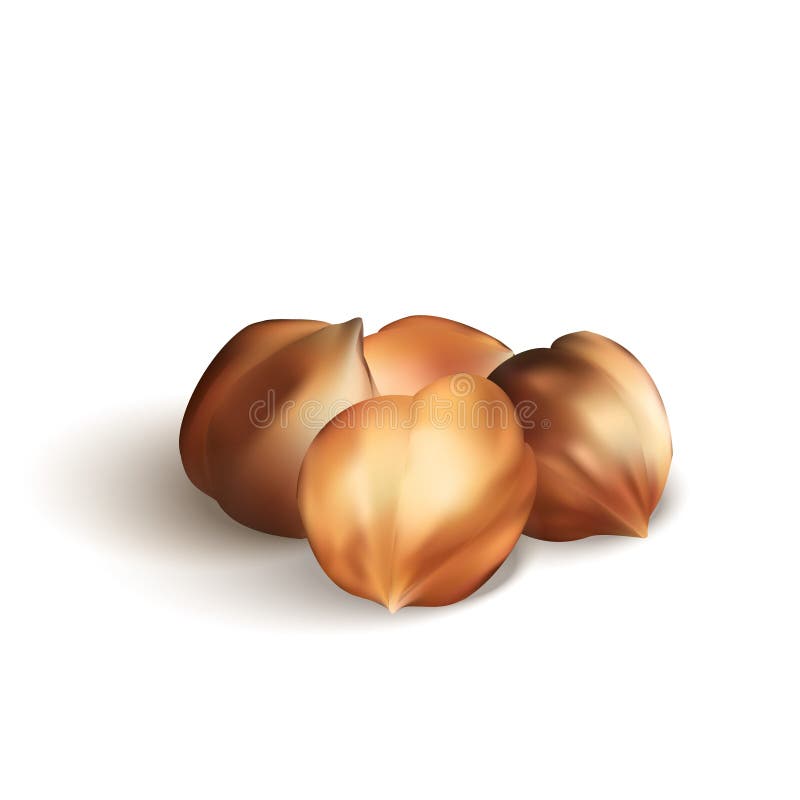 Hazelnut Vector Hazelnut Vector Stock Vector - Illustration of macro ...