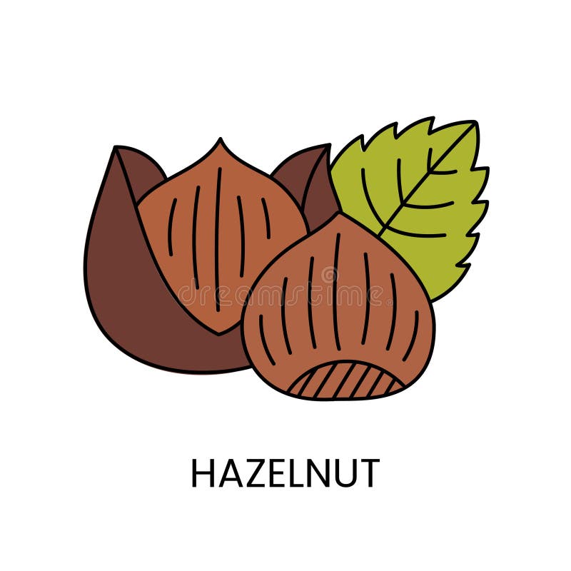 Hazelnut Vector Illustration, a Captivating Vector Illustration ...
