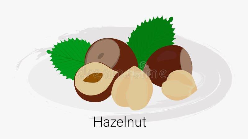 Hazelnut Whole and Hazelnut Opened Half, Cartoon Colored Vector ...