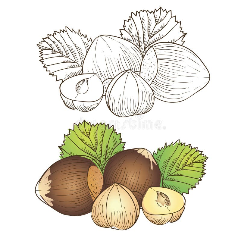 Hazelnut stock vector. Illustration of illustrations - 31200342