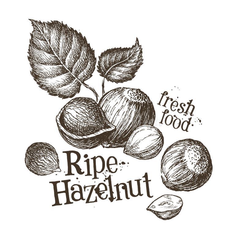 Hazelnut Logo Stock Illustrations – 2,451 Hazelnut Logo Stock ...