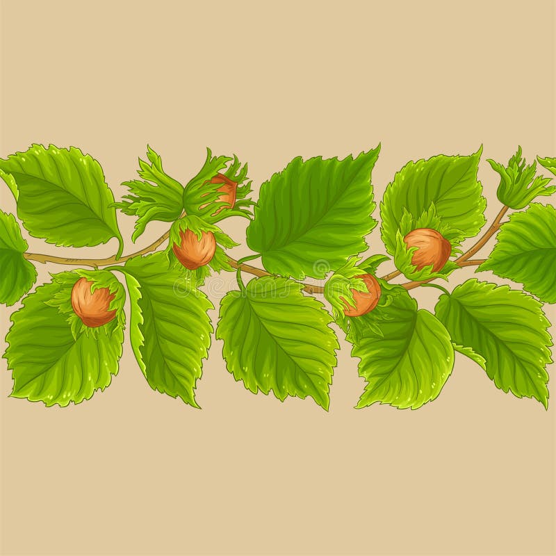 Hazelnut Flower Stock Illustrations – 580 Hazelnut Flower Stock ...