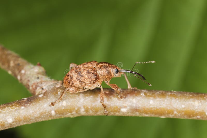 Hazelnut Weevil (Curculia Nucum) Stock Image - Image of imago, front ...