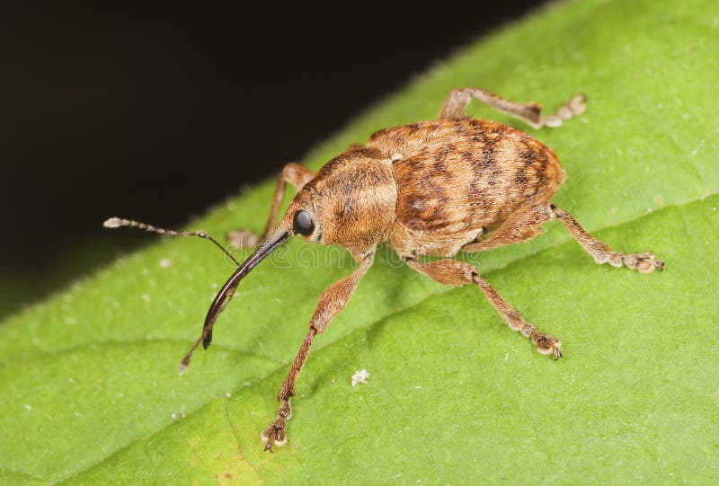 Hazelnut Weevil (Curculia Nucum) Stock Photo - Image of green, beetle ...