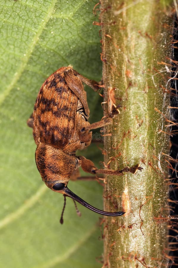 Hazelnut Weevil (Curculia Nucum) Stock Image - Image of front, antennae ...