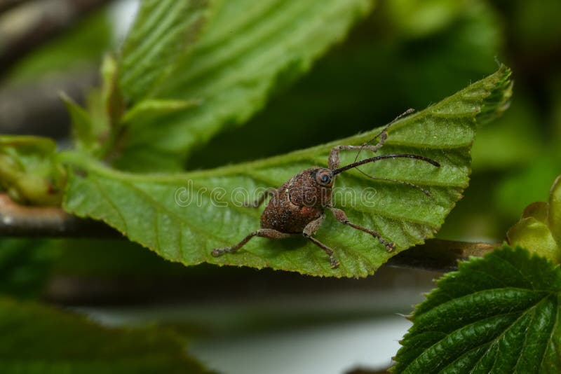 Hazelnut Weevil, Curculio Nucum, on the Leaves of Hazelnut Stock Image ...
