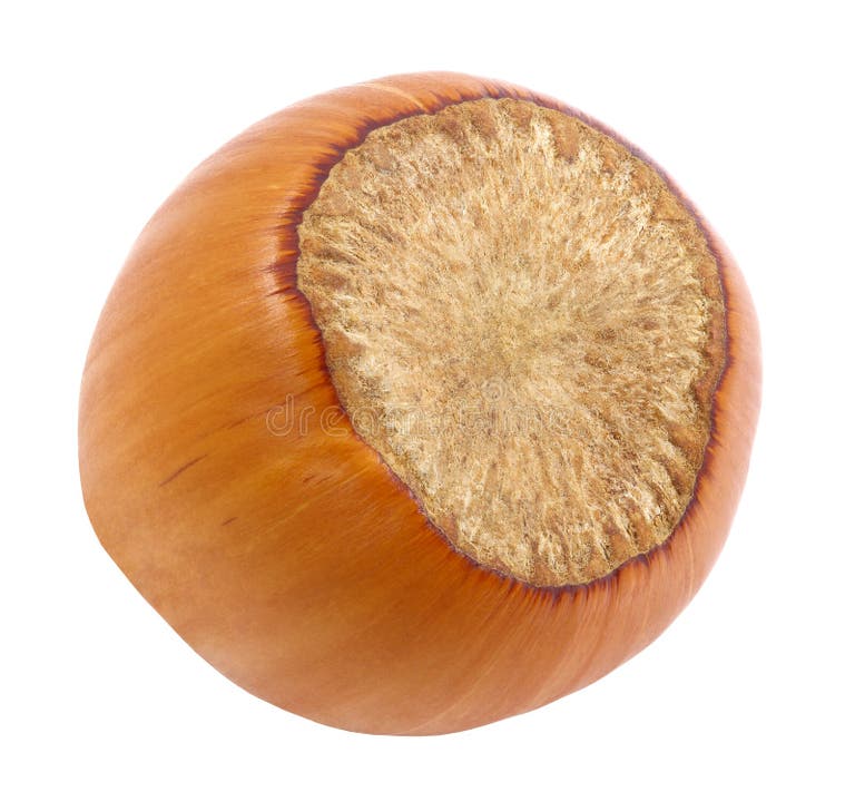Hazelnut Whole in Shell Single Nut Isolated on White Background with ...