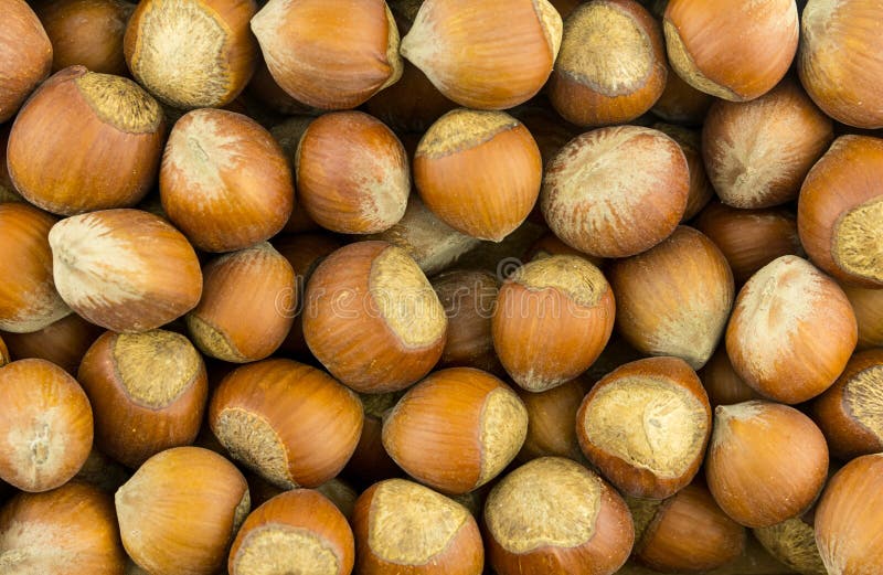 Hazelnut Whole Walnut Brown Brown Shell Set Pattern Many Nutwood Stock ...