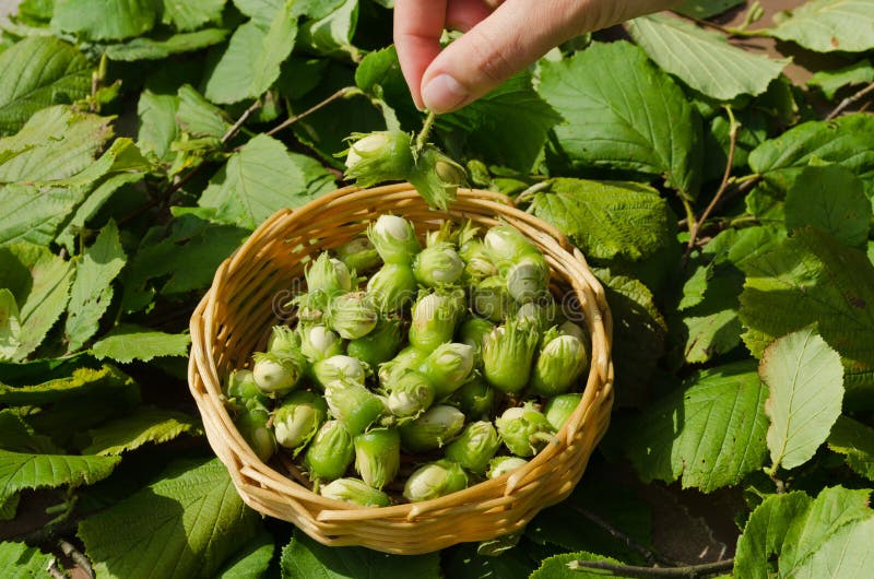 Hazelnut in Wicker Dish Hand Woman Hand Hold Nut Stock Image - Image of ...