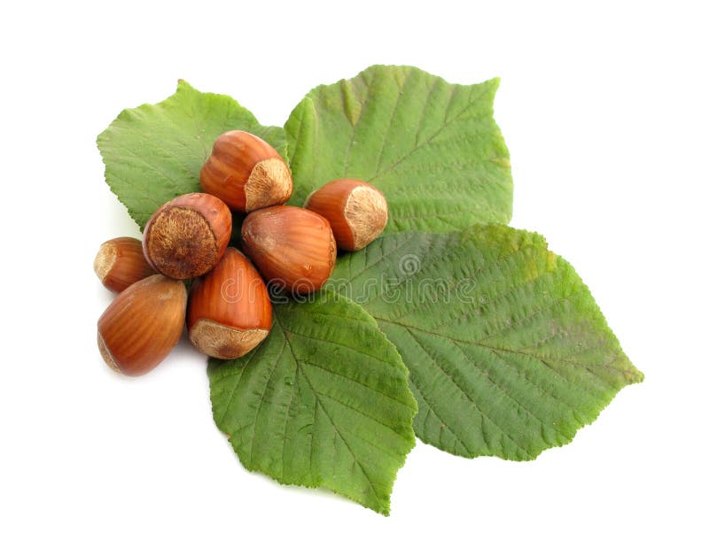 Dried acorn with leaves stock image. Image of macro, isolated - 35832271