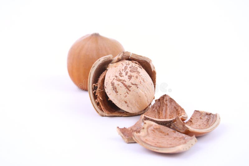 Hazelnuts stock photo. Image of isolated, nuts, fruits - 1251496