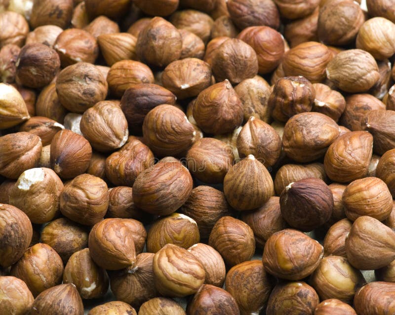 Hazelnuts stock photo. Image of vegetarian, vitamins - 14236598