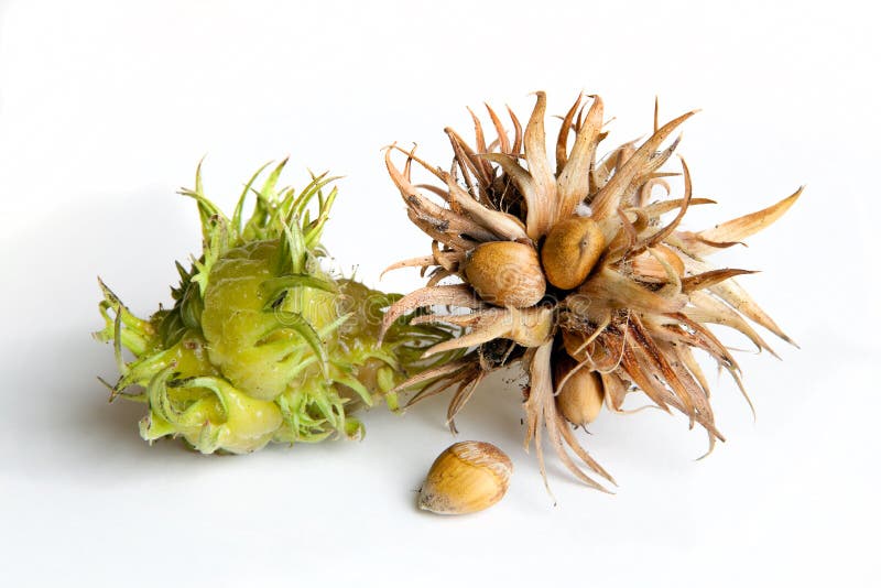 1,073 Hazelnuts Husk Stock Photos - Free & Royalty-Free Stock Photos ...