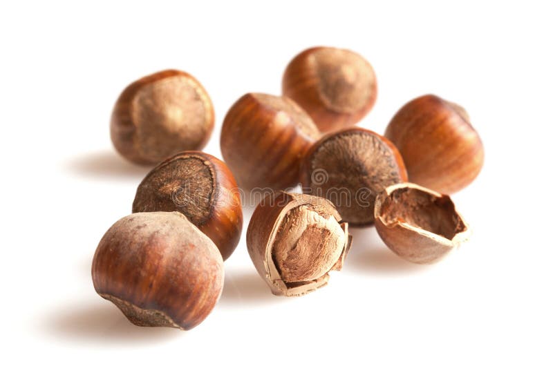 Acorn stock photo. Image of fallen, flora, autumn, food - 1268546