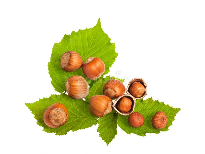 Hazelnuts stock photo. Image of fruit, hazelnuts, shelled - 21368008