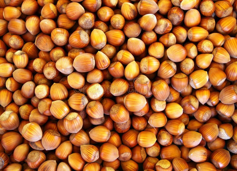 Hazelnuts stock image. Image of business, juicy, hazelnuts - 21464307