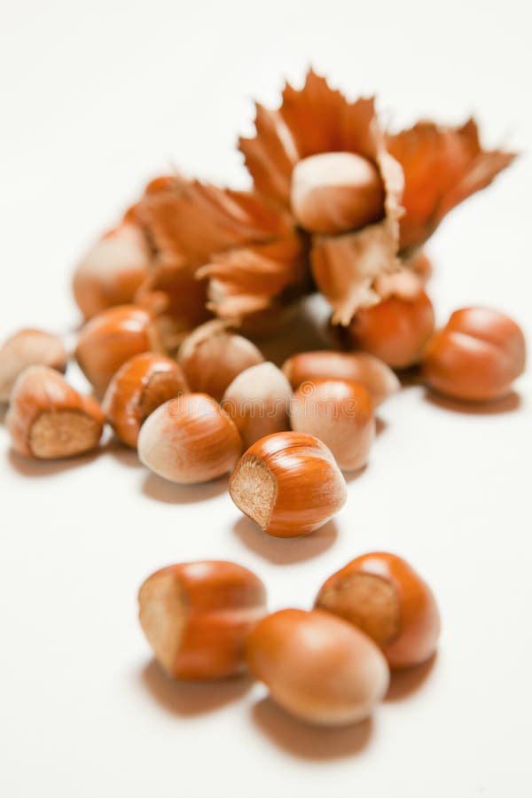 Hazelnuts stock image. Image of healthy, spice, food - 23800721