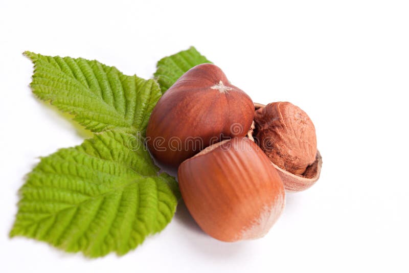 Dried acorn with leaves stock image. Image of macro, isolated - 35832271