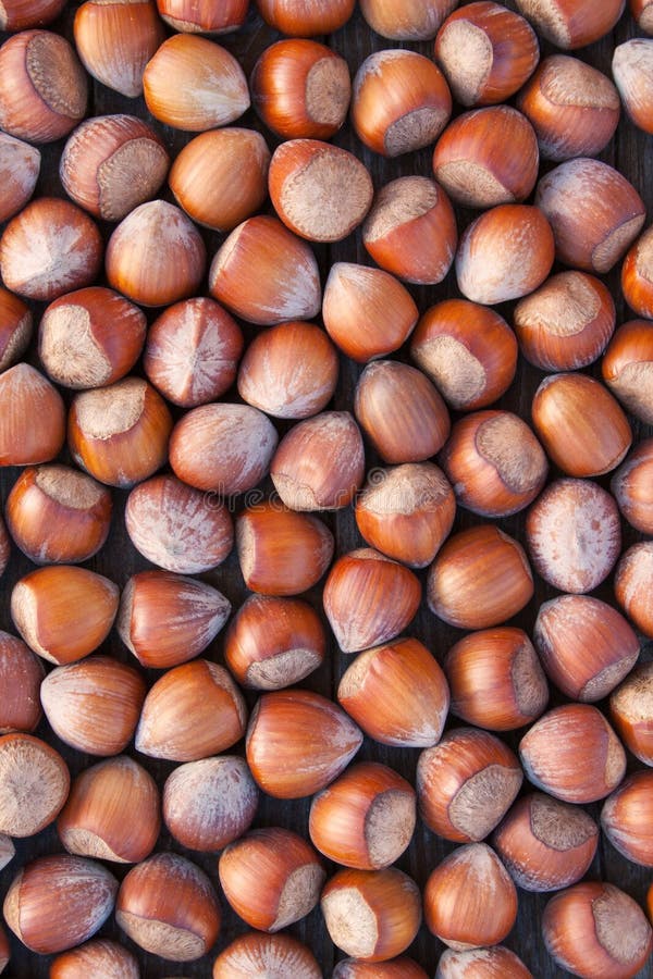 Hazelnuts stock photo. Image of hazelnuts, healthy, stars - 27777036