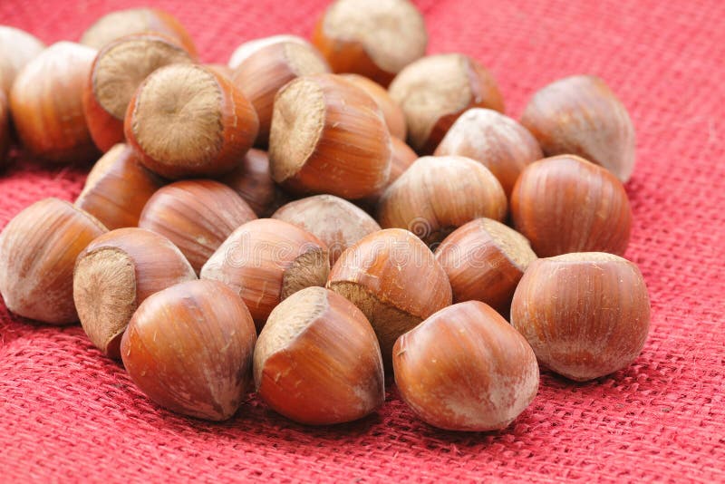 Hazelnuts stock photo. Image of food, fruit, organic - 38110204