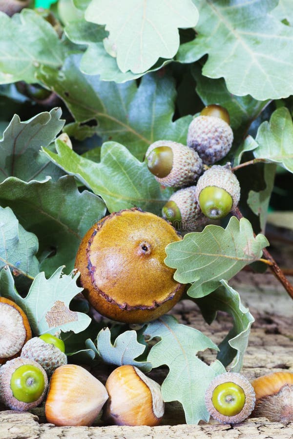 Hazelnuts and Acorns stock photo. Image of environment - 76758386