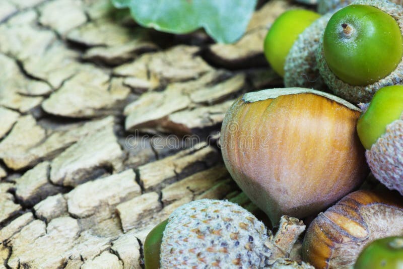 Hazelnuts and Acorns stock photo. Image of environment - 76758386