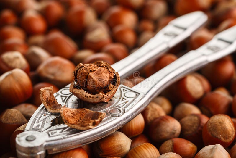 Hazelnuts in box stock photo. Image of bowl, basket - 100502778