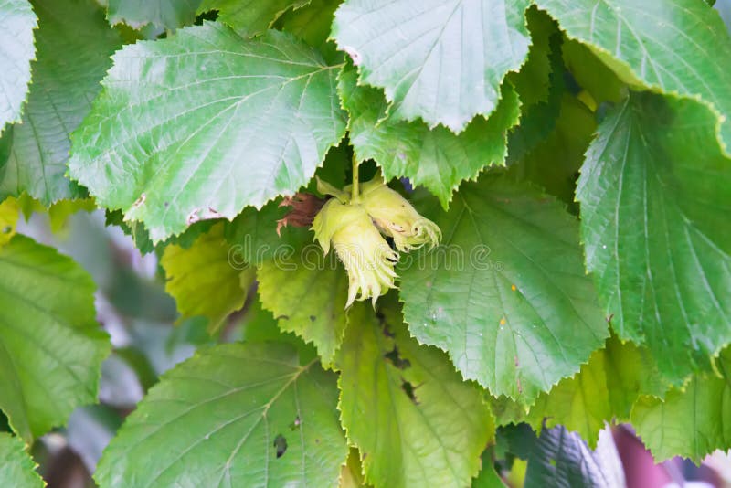 Ripe Red Hazelnuts From Tree Stock Photo - Image of sunlight, hazel ...