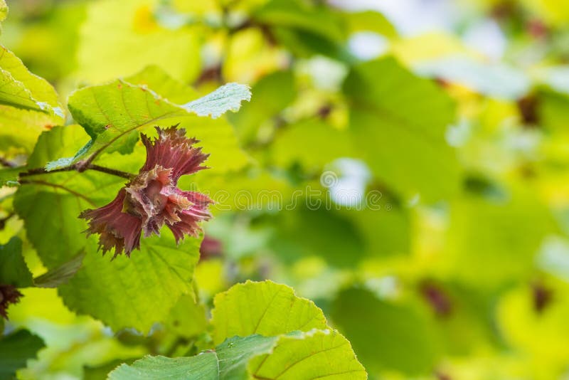 Ripe Red Hazelnuts From Tree Stock Photo - Image of sunlight, hazel ...