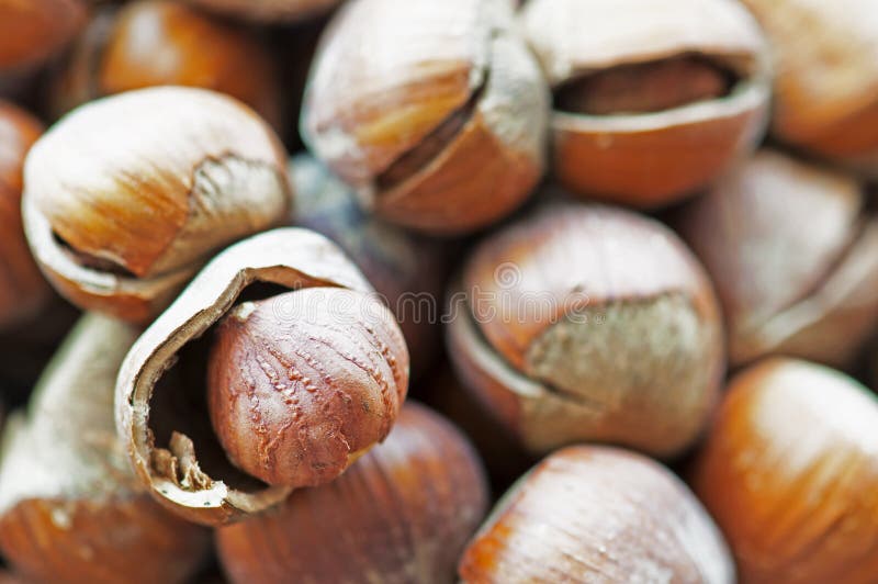 Hazelnuts stock photo. Image of macro, seed, crop, hazelnuts - 44653126