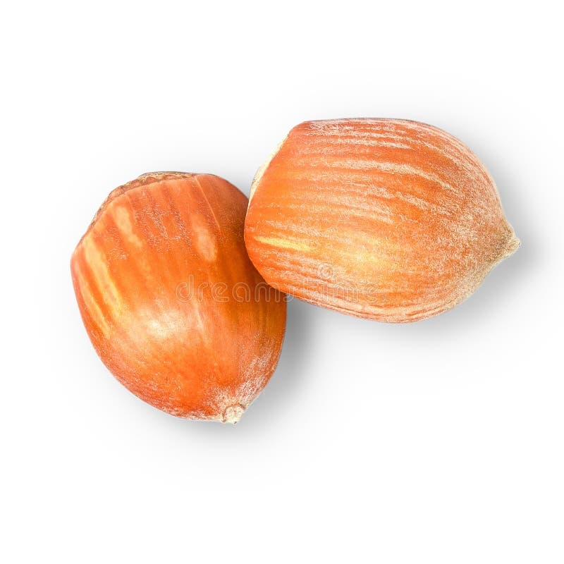 Hazelnuts closeup isolate stock image. Image of crack - 176623149