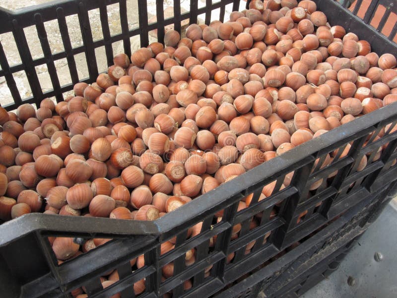 Hazelnuts or Cobnuts or Filberts in Plastic Container . Autumn Fruits ...